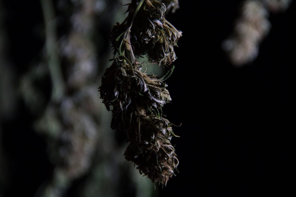 ‘Poor Quality’ Cannabis At The Root Of Canada’s Woes - Cannadelics