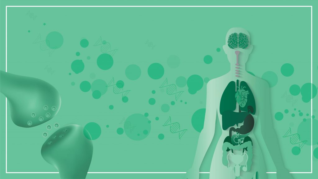 The Endocannabinoid System Explained – Why Cannabis Is Good for Our ...