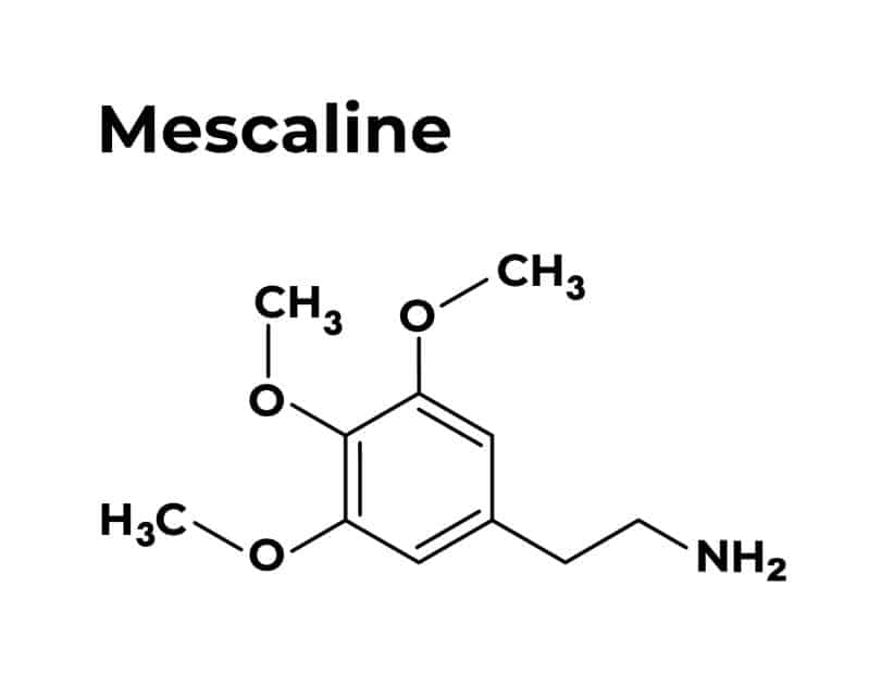 DIY Mescaline Extraction: How Best to Get the Good Stuff Out - Cannadelics