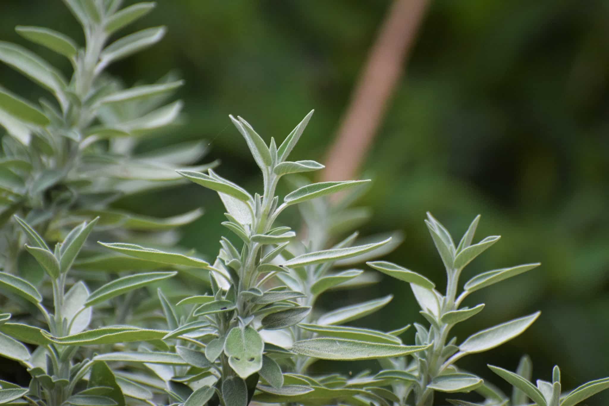 Salvia: What the People Have to Say - Cannadelics