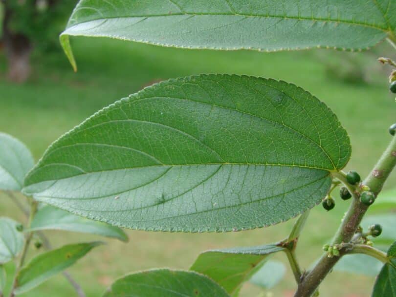 Brazilian Scientist Discovers New CBD Source: Trema Micrantha Blume ...