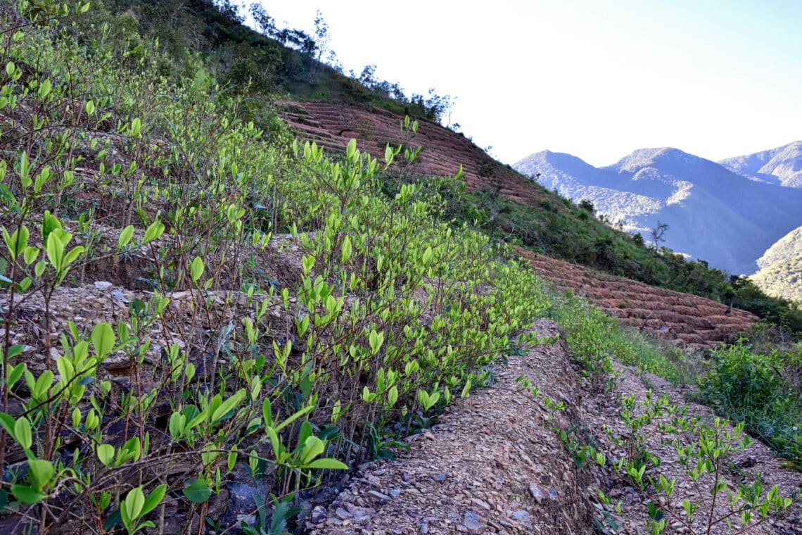 Legal Coca in Bolivia, For Over 25 Years - Cannadelics