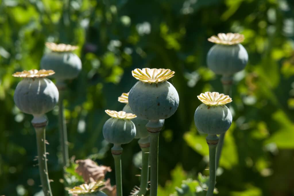 Australia Sees a Surge in Opium Imports, Indicating a Resurgence of the ...